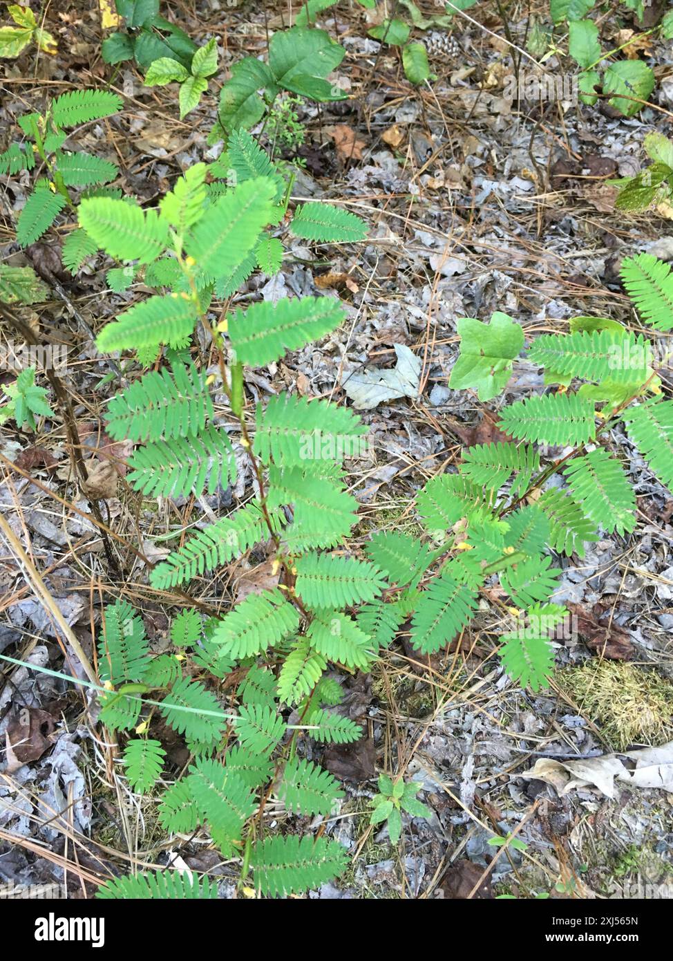 sensitive pea (Chamaecrista nictitans) Plantae Stock Photo - Alamy