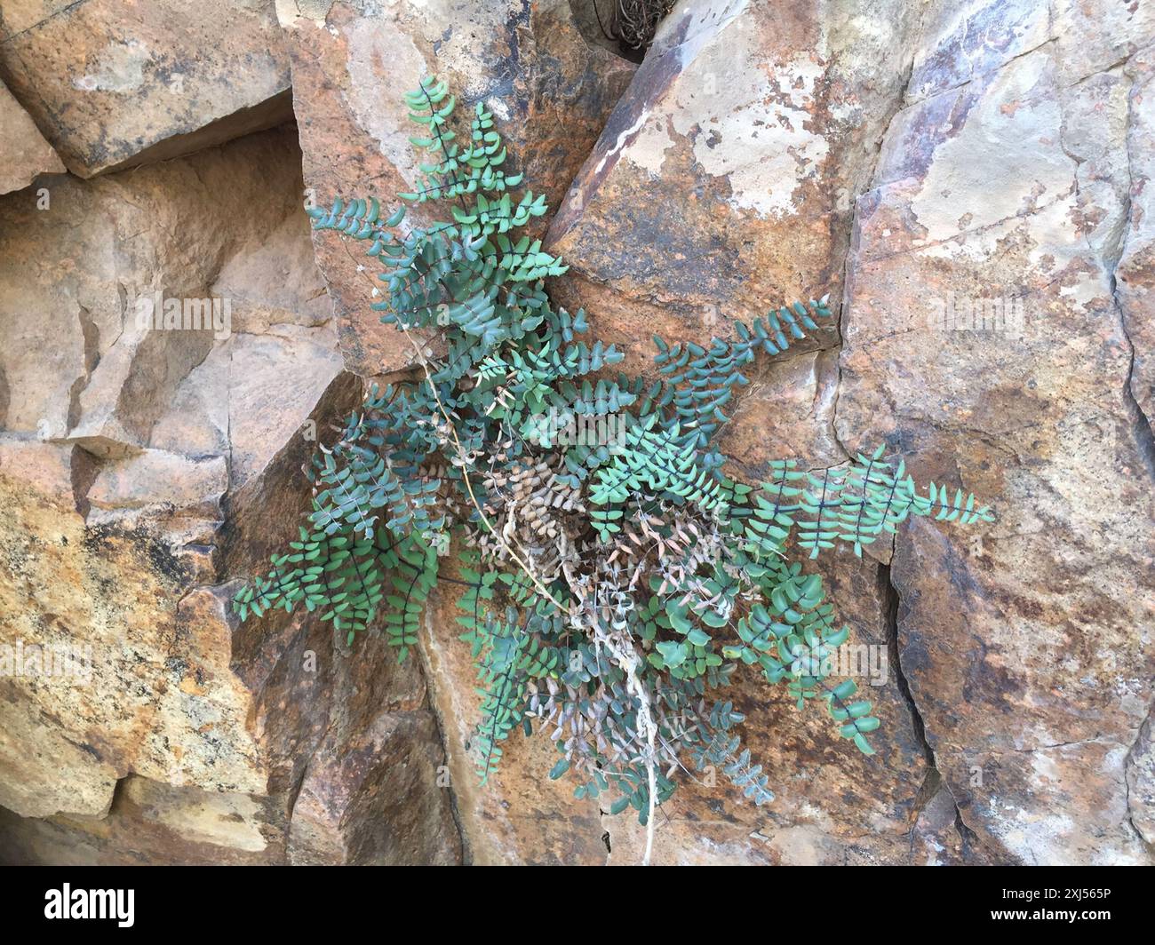 spiny cliff-brake (Pellaea truncata) Plantae Stock Photo - Alamy