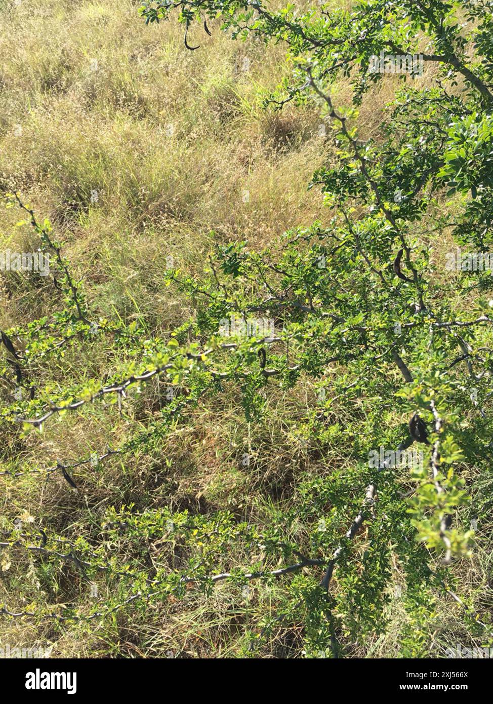 Blackbrush Acacia (Vachellia rigidula) Plantae Stock Photo - Alamy