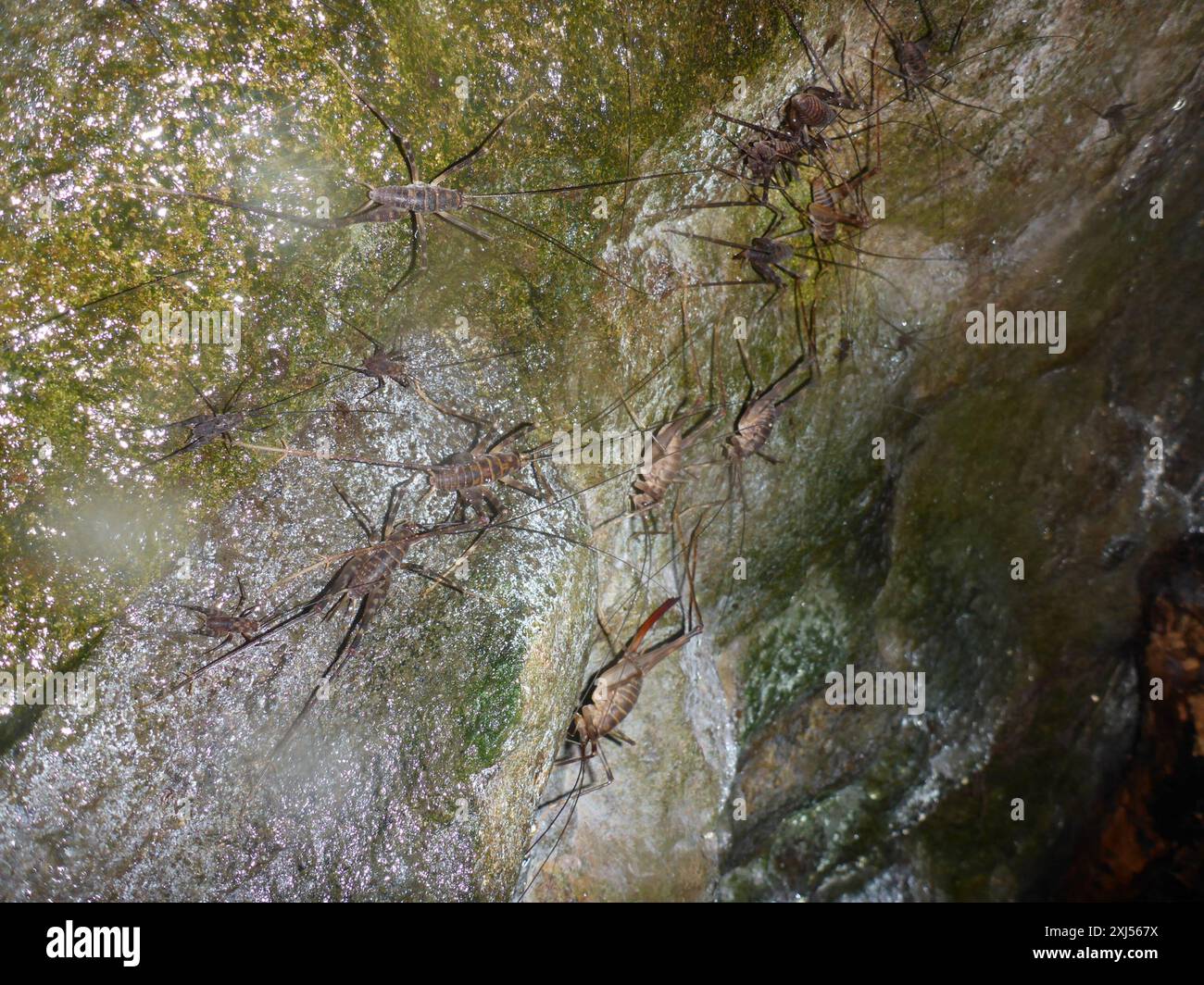 Camel Crickets, Cave Crickets, and Cave Wēta (Rhaphidophoridae) Insecta ...