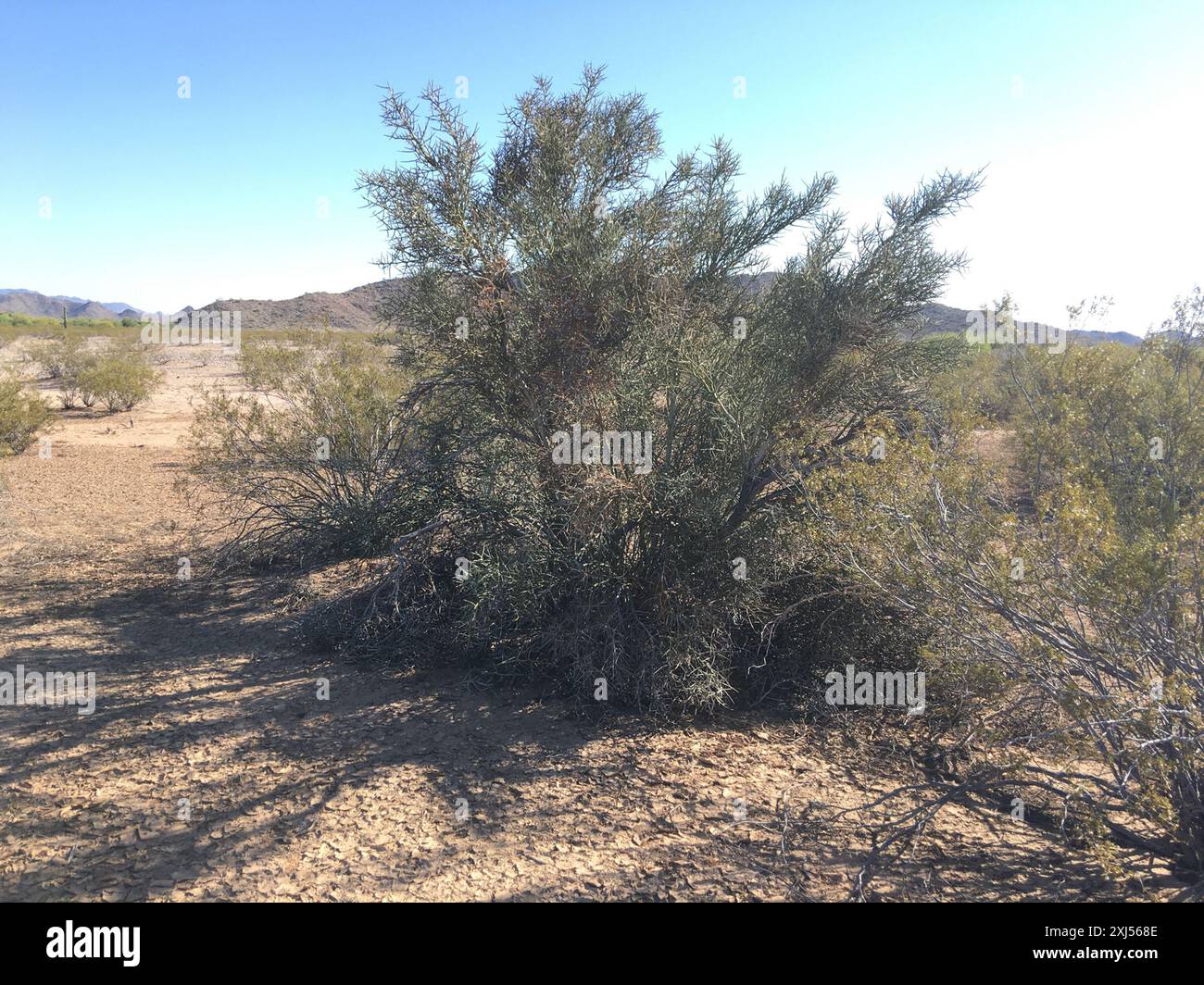 Emory's crucifixion-thorn (Castela emoryi) Plantae Stock Photo - Alamy