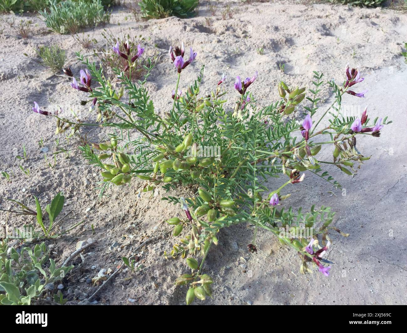 Preuss' Milkvetch (Astragalus preussii) Plantae Stock Photo - Alamy