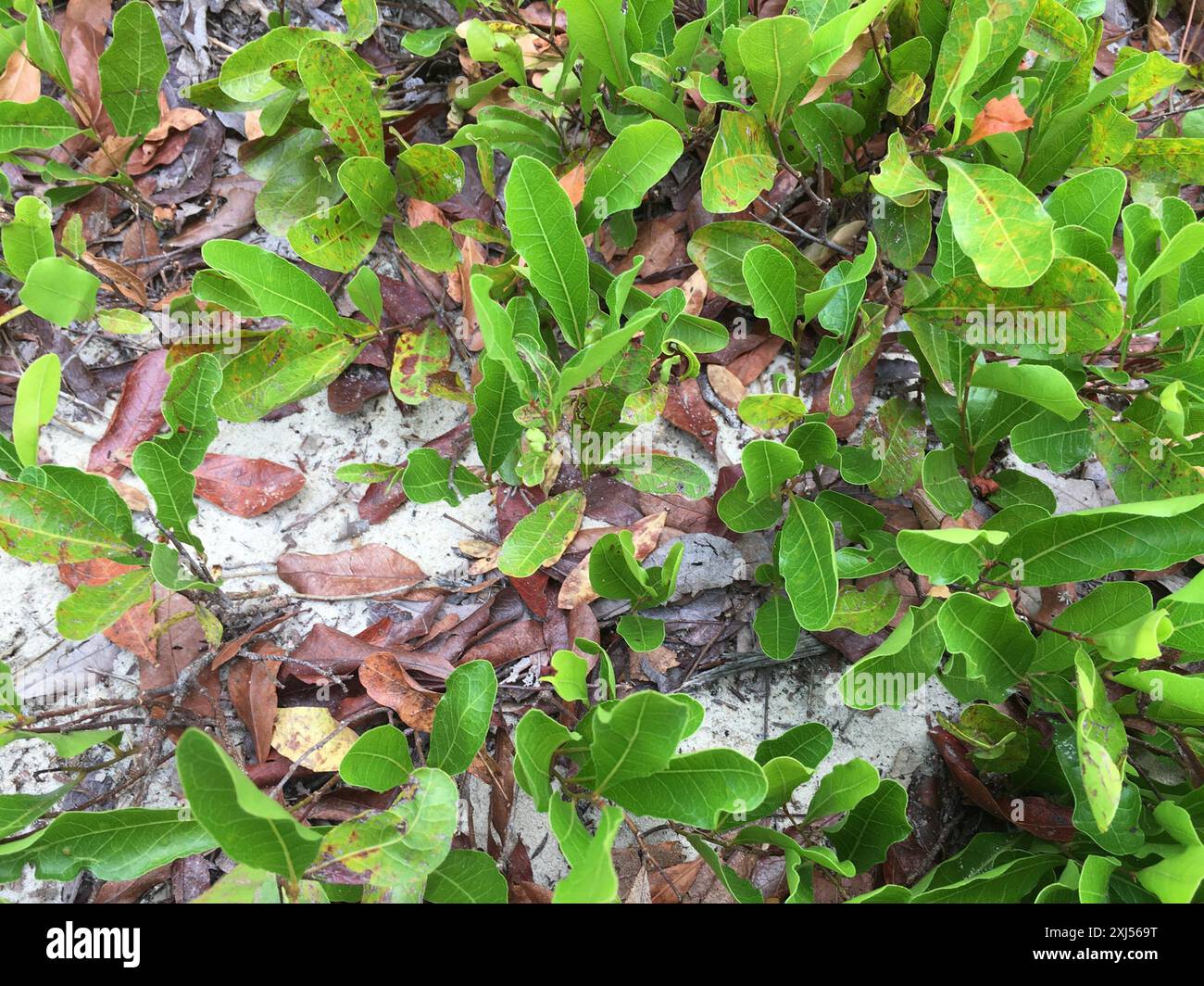 Gopher apple (Geobalanus oblongifolius) Plantae Stock Photo - Alamy