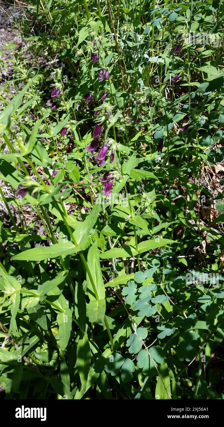 Whipple's penstemon (Penstemon whippleanus) Plantae Stock Photo - Alamy