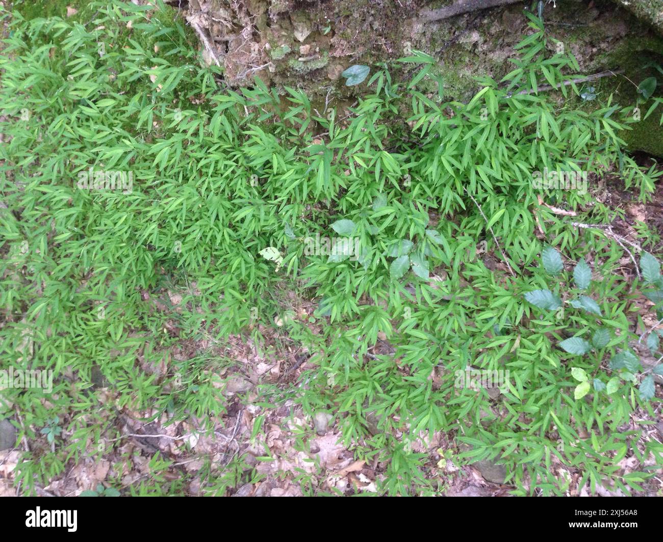 Japanese stiltgrass (Microstegium vimineum) Plantae Stock Photo - Alamy
