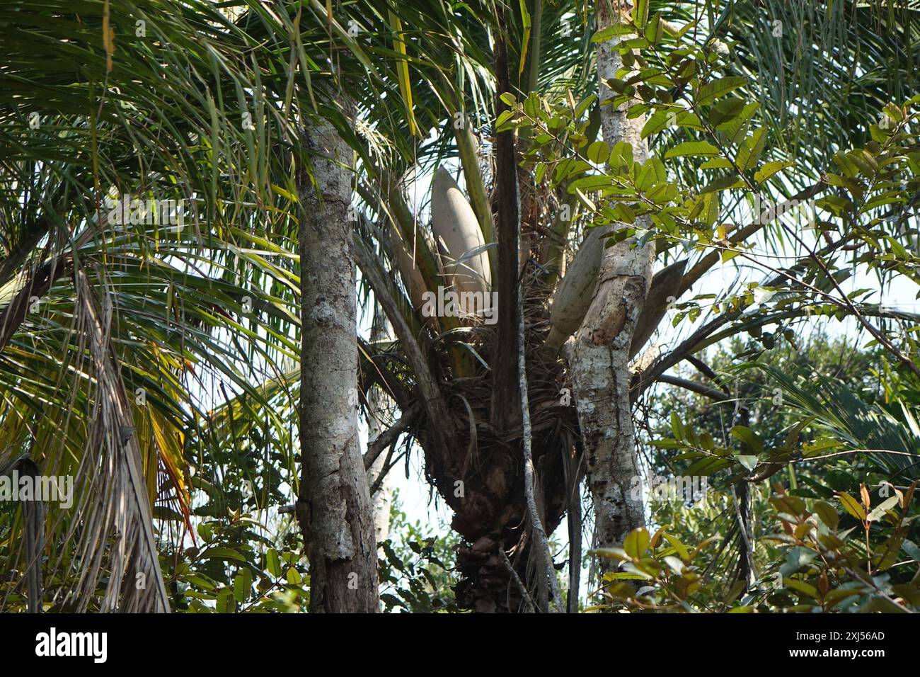 Giant Windowpane Palm (Beccariophoenix madagascariensis) Plantae Stock ...