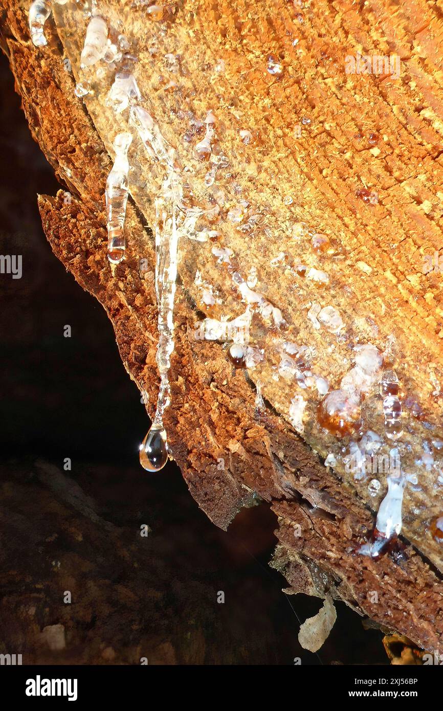 Clear transparent sticky drop of resin from tree Tree resin runs on cut ...