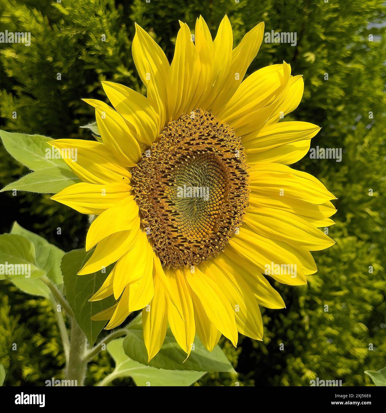 Common sunflower (Helianthus annuus) bears has opened flower with ...