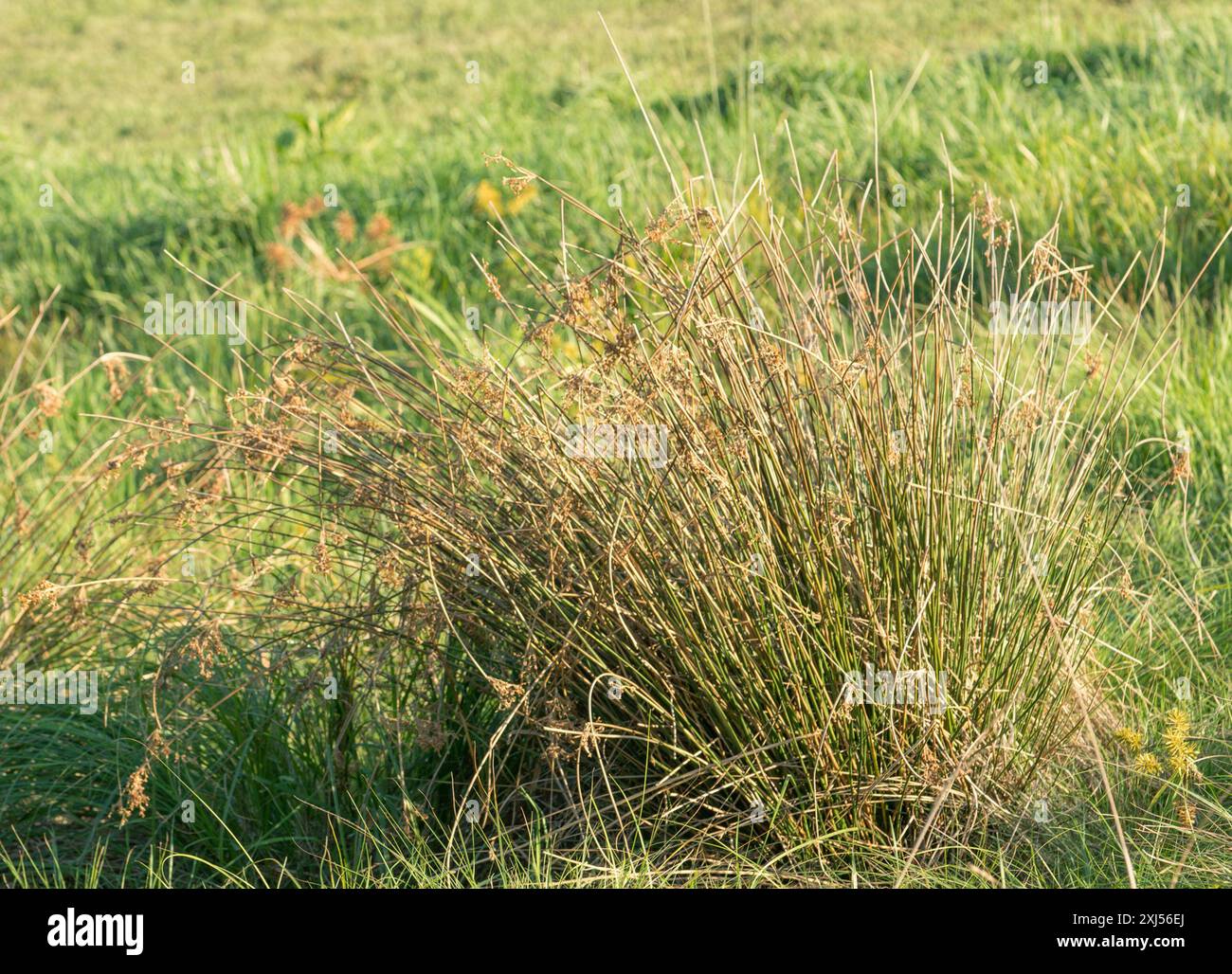 grasses, sedges, cattails, and allies (Poales) Plantae Stock Photo - Alamy