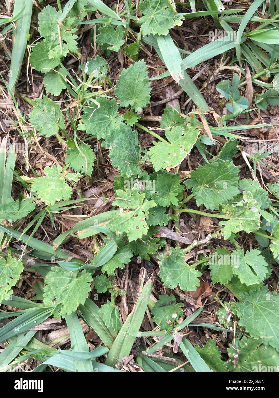Carolina Bristlemallow (Modiola caroliniana) Plantae Stock Photo - Alamy