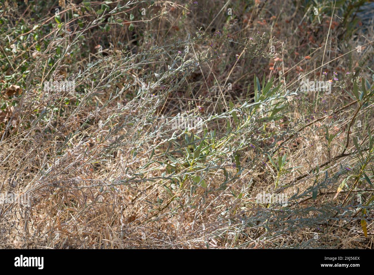 California Aster (Corethrogyne filaginifolia) Plantae Stock Photo - Alamy