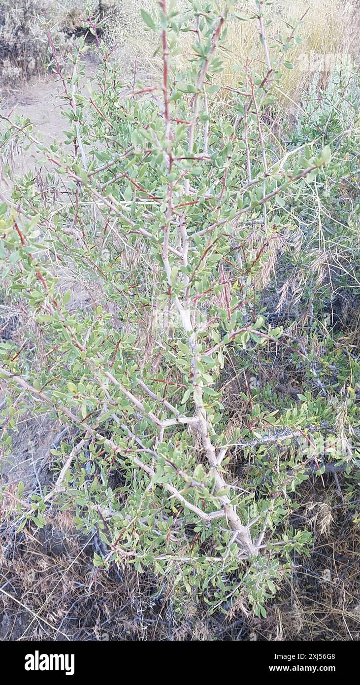 Desert Peach (Prunus andersonii) Plantae Stock Photo - Alamy