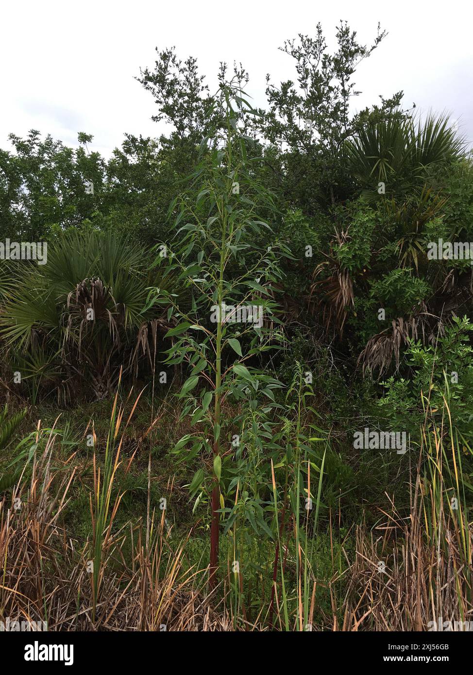 Southern Amaranth (Amaranthus australis) Plantae Stock Photo - Alamy