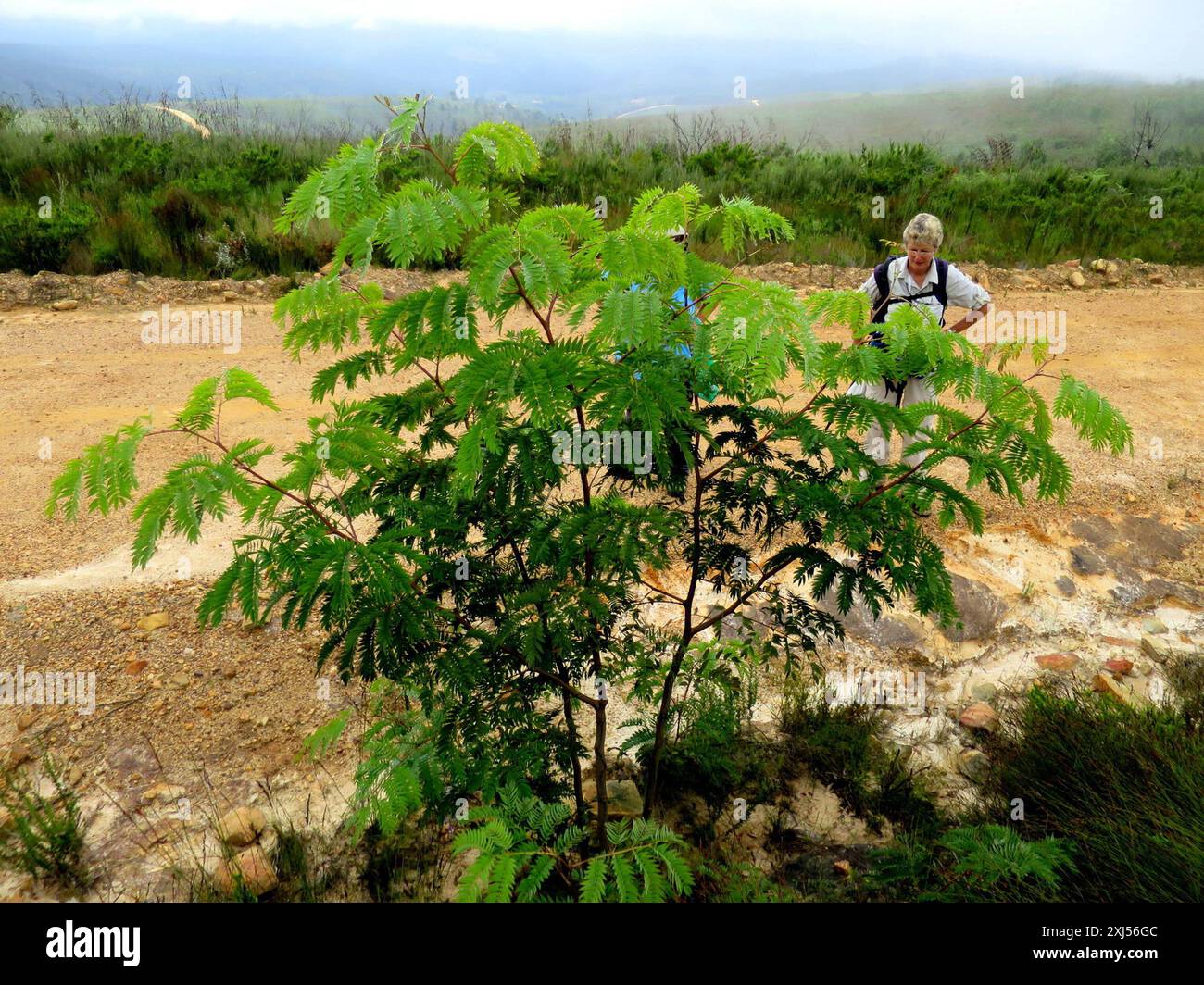 Cedar wattle (Acacia elata) Plantae Stock Photo - Alamy