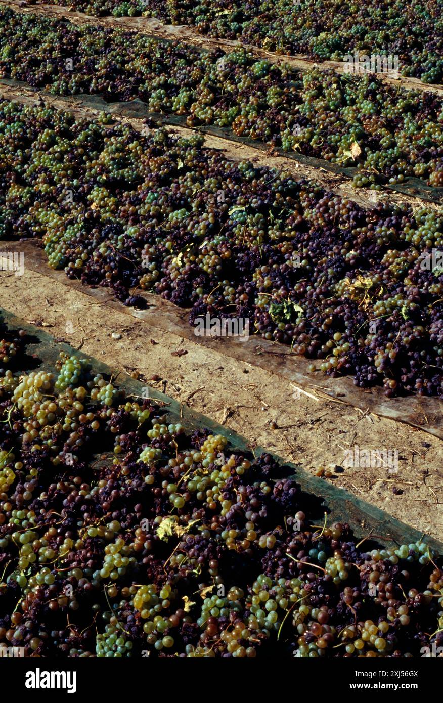Drying grape hi-res stock photography and images - Alamy