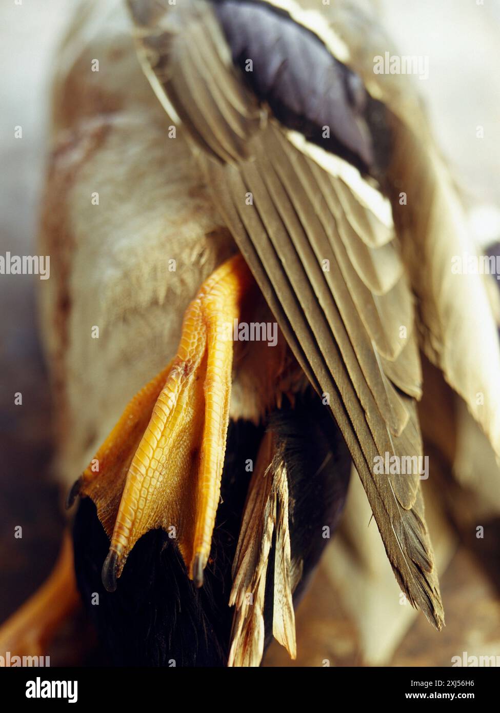 Dead mallard hi-res stock photography and images - Alamy