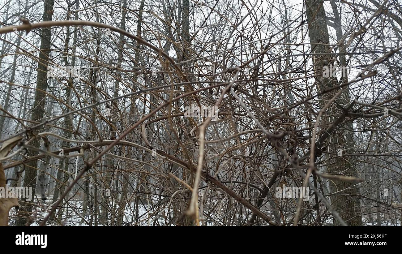 Grape Honeysuckle (Lonicera reticulata) Plantae Stock Photo - Alamy