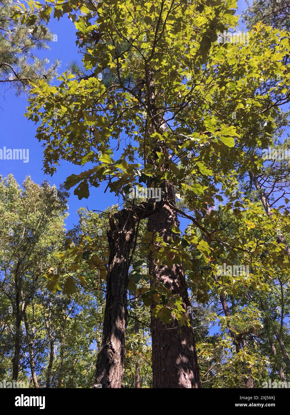 southern red oak (Quercus falcata) Plantae Stock Photo - Alamy