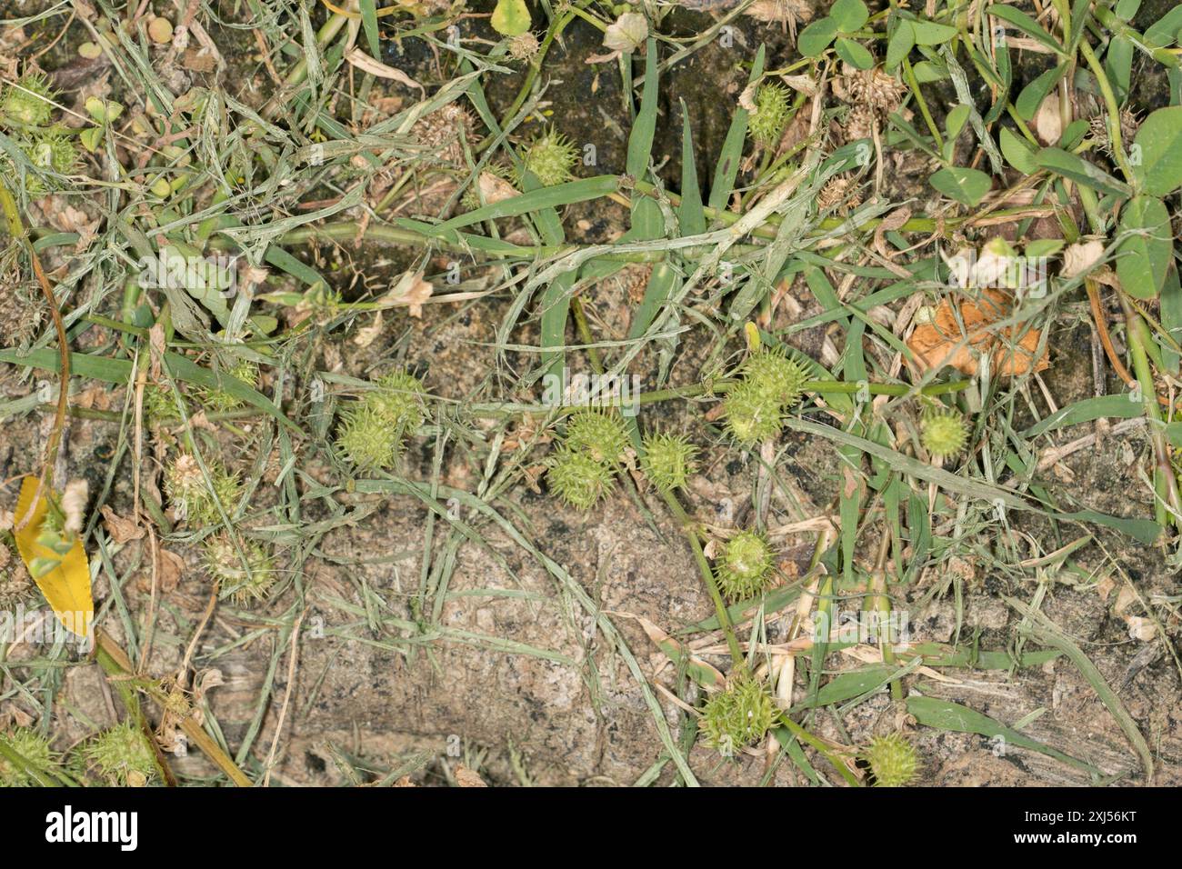 bur clover (Medicago polymorpha) Plantae Stock Photo - Alamy