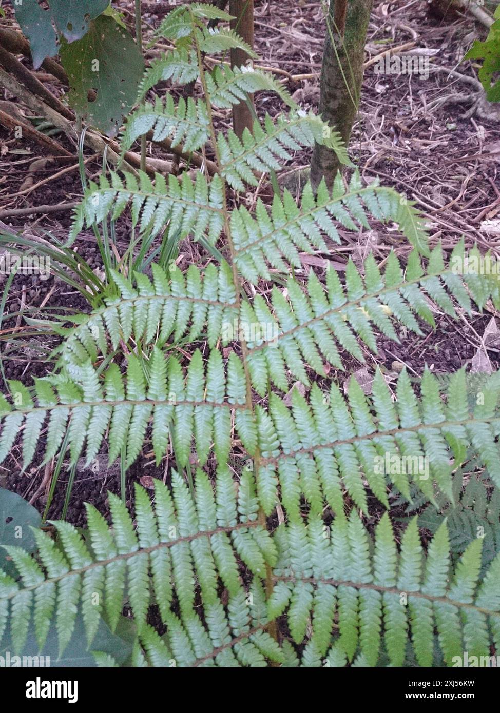 scaly tree ferns (Cyathea) Plantae Stock Photo - Alamy