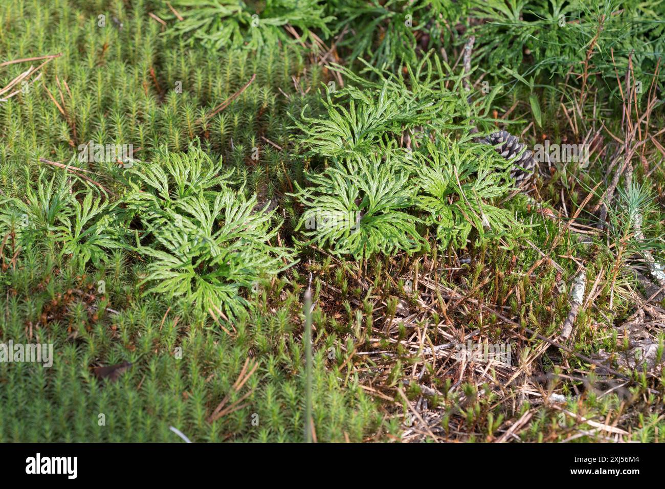 fan clubmoss (Diphasiastrum digitatum) Plantae Stock Photo - Alamy