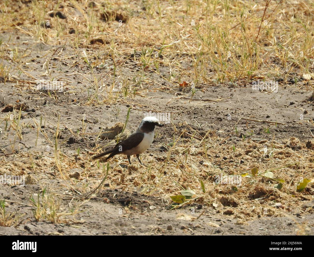 Western White-crowned Shrike (Eurocephalus anguitimens anguitimens ...