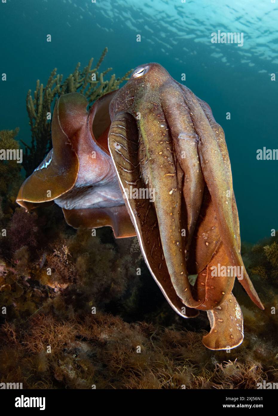Australian Giant Cuttlefish, Whyalla South Australia Stock Photo - Alamy