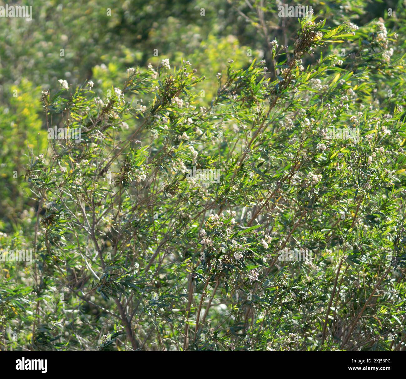mule fat (Baccharis salicifolia) Plantae Stock Photo - Alamy
