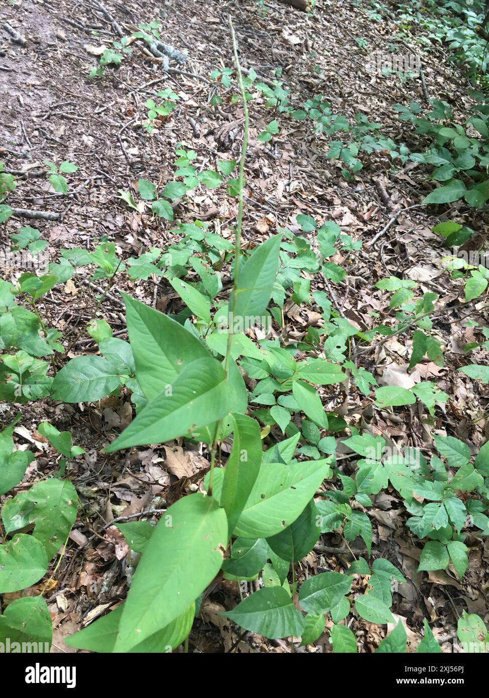American jumpseed (Persicaria virginiana) Plantae Stock Photo - Alamy