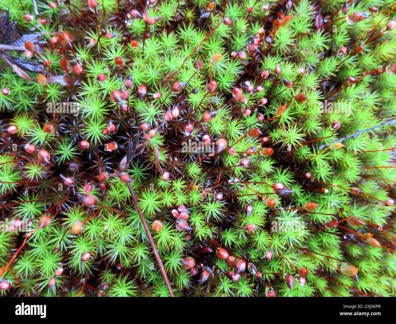 Common Haircap Moss (Polytrichum commune) Plantae Stock Photo - Alamy