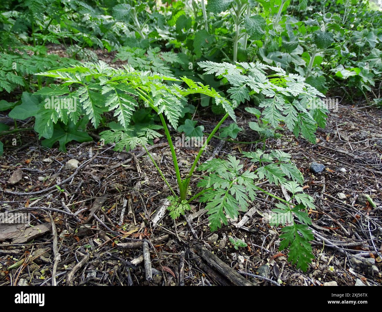 poison hemlock (Conium maculatum) Plantae Stock Photo - Alamy