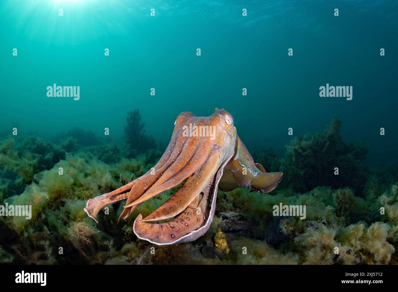 Australian Giant Cuttlefish, Whyalla South Australia Stock Photo - Alamy