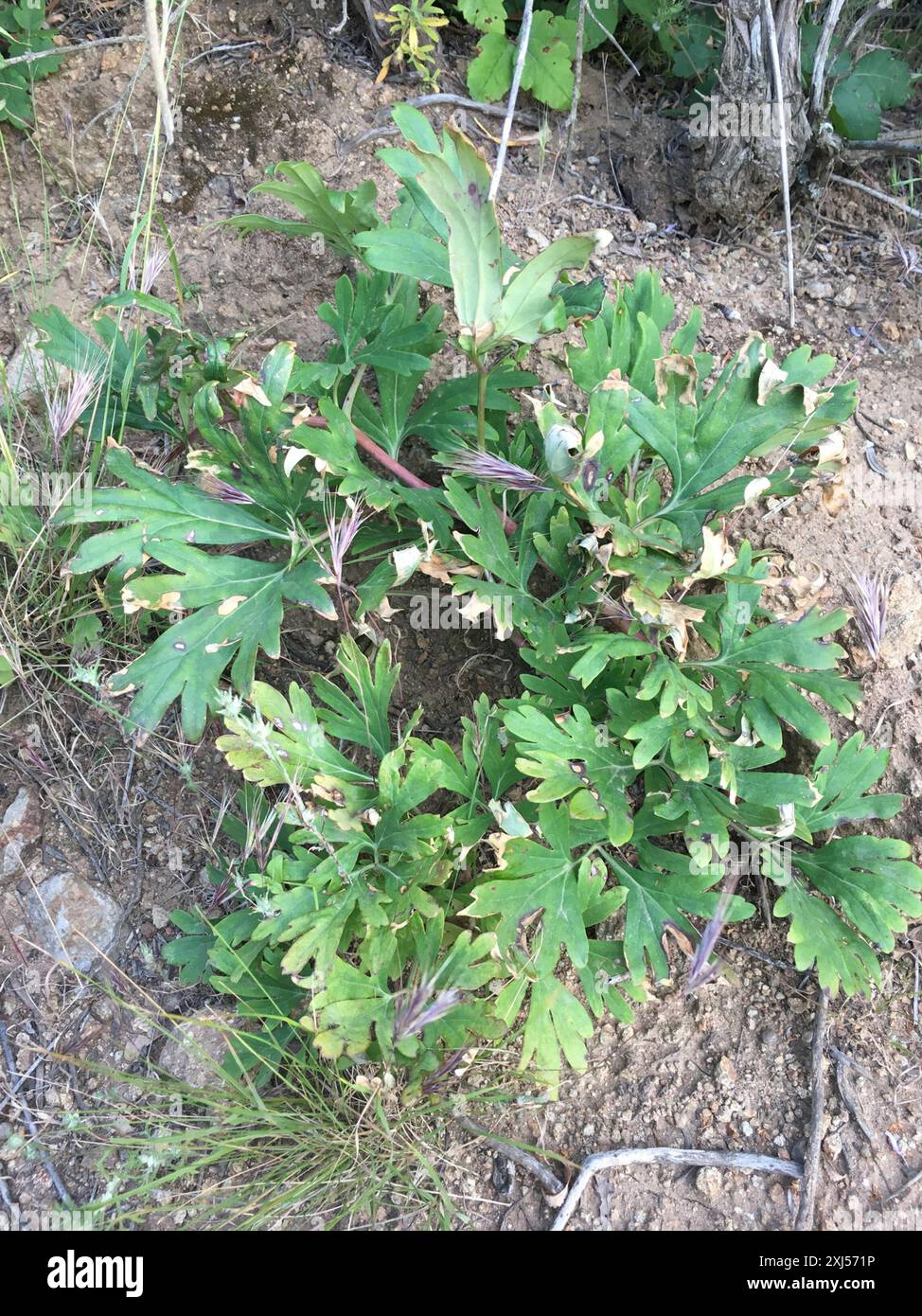 California Peony (Paeonia californica) Plantae Stock Photo - Alamy
