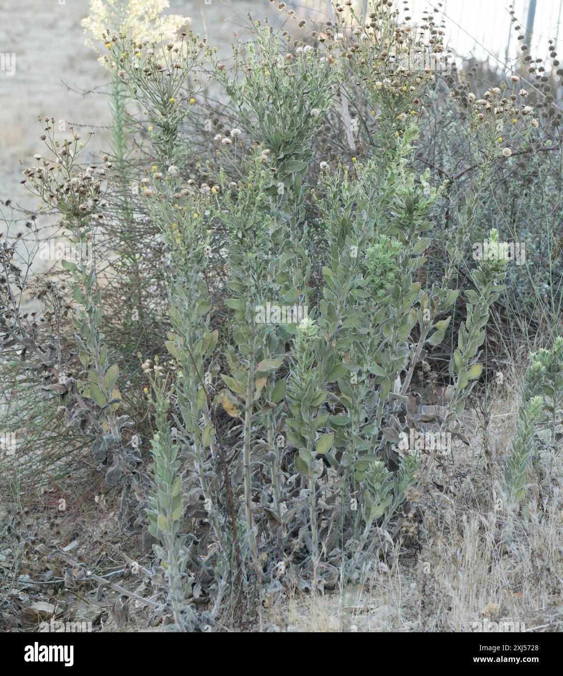 Telegraphweed (Heterotheca grandiflora) Plantae Stock Photo - Alamy