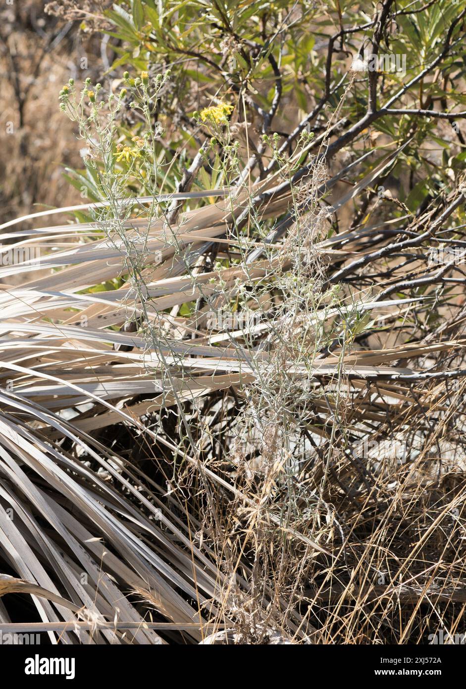 threadleaf groundsel (Senecio flaccidus) Plantae Stock Photo - Alamy