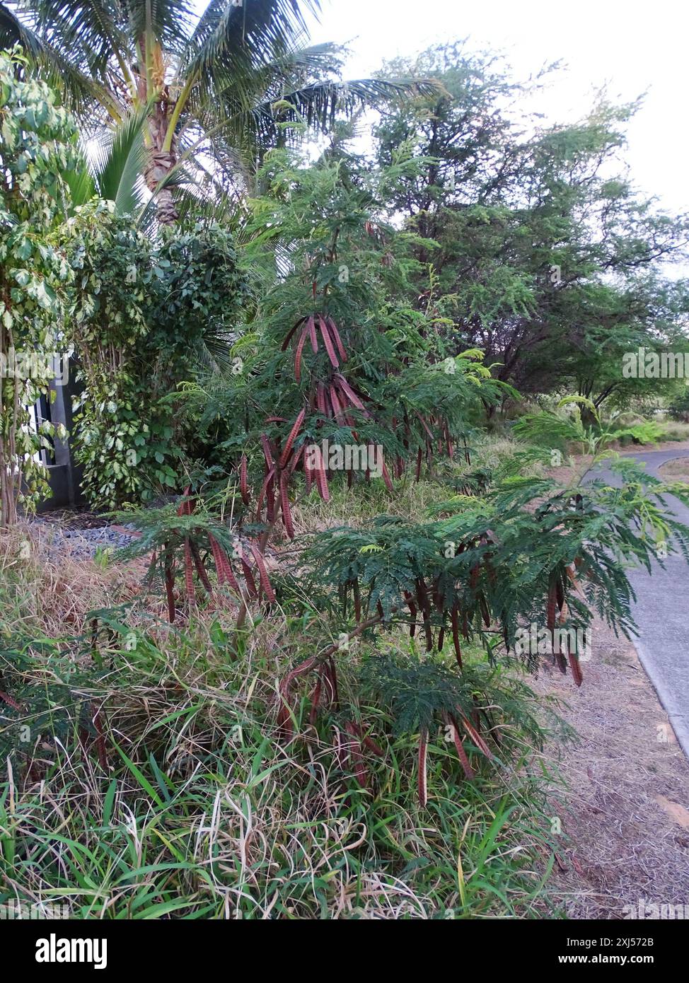 White leadtree (Leucaena leucocephala) Plantae Stock Photo - Alamy