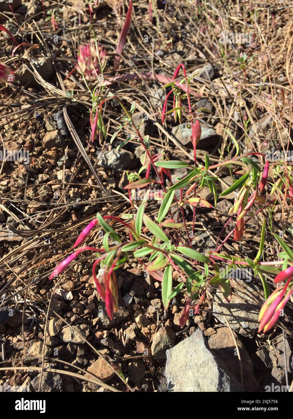 Clarkia concinna hi-res stock photography and images - Alamy