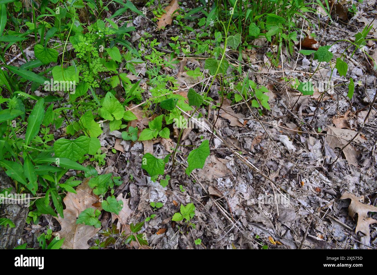 moonseed (Menispermum canadense) Plantae Stock Photo - Alamy