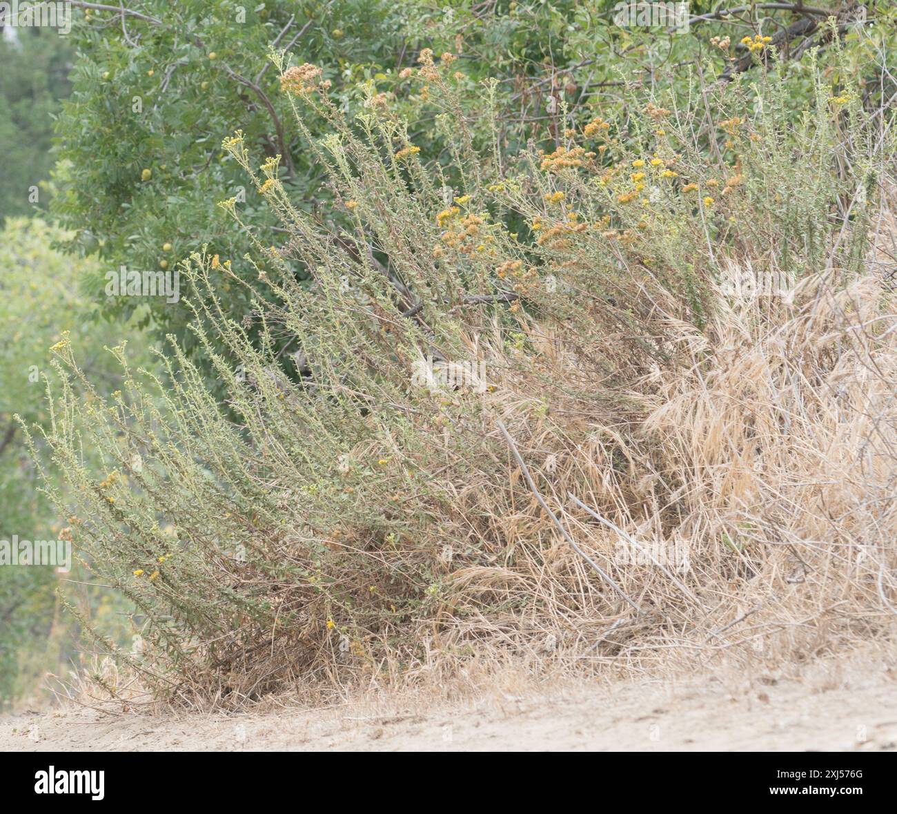 Coastal Goldenbush (Isocoma menziesii) Plantae Stock Photo - Alamy