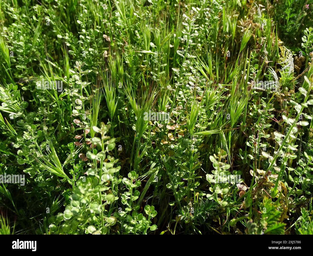 Shining Pepperweed (Lepidium nitidum) Plantae Stock Photo - Alamy