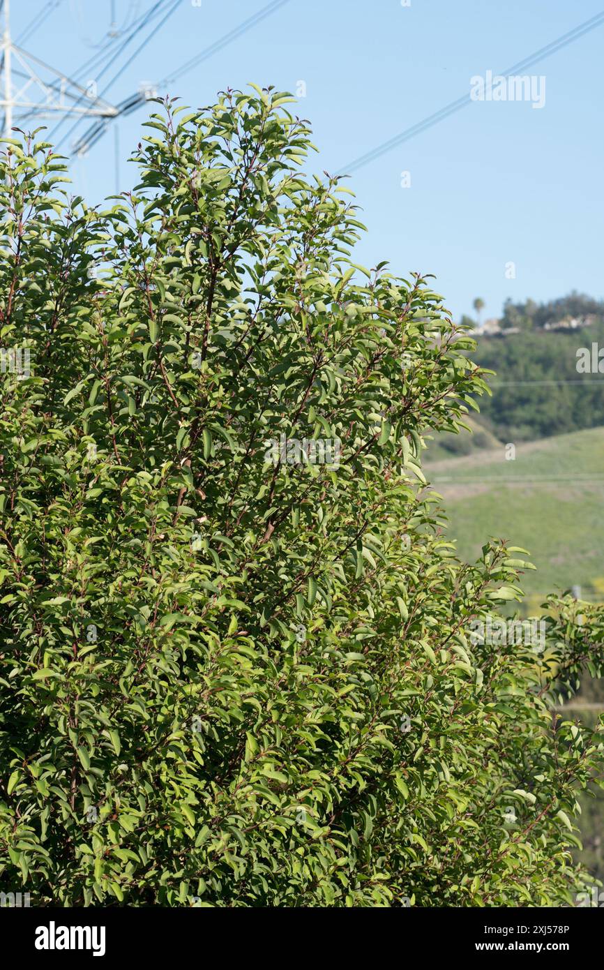 laurel sumac (Malosma laurina) Plantae Stock Photo - Alamy