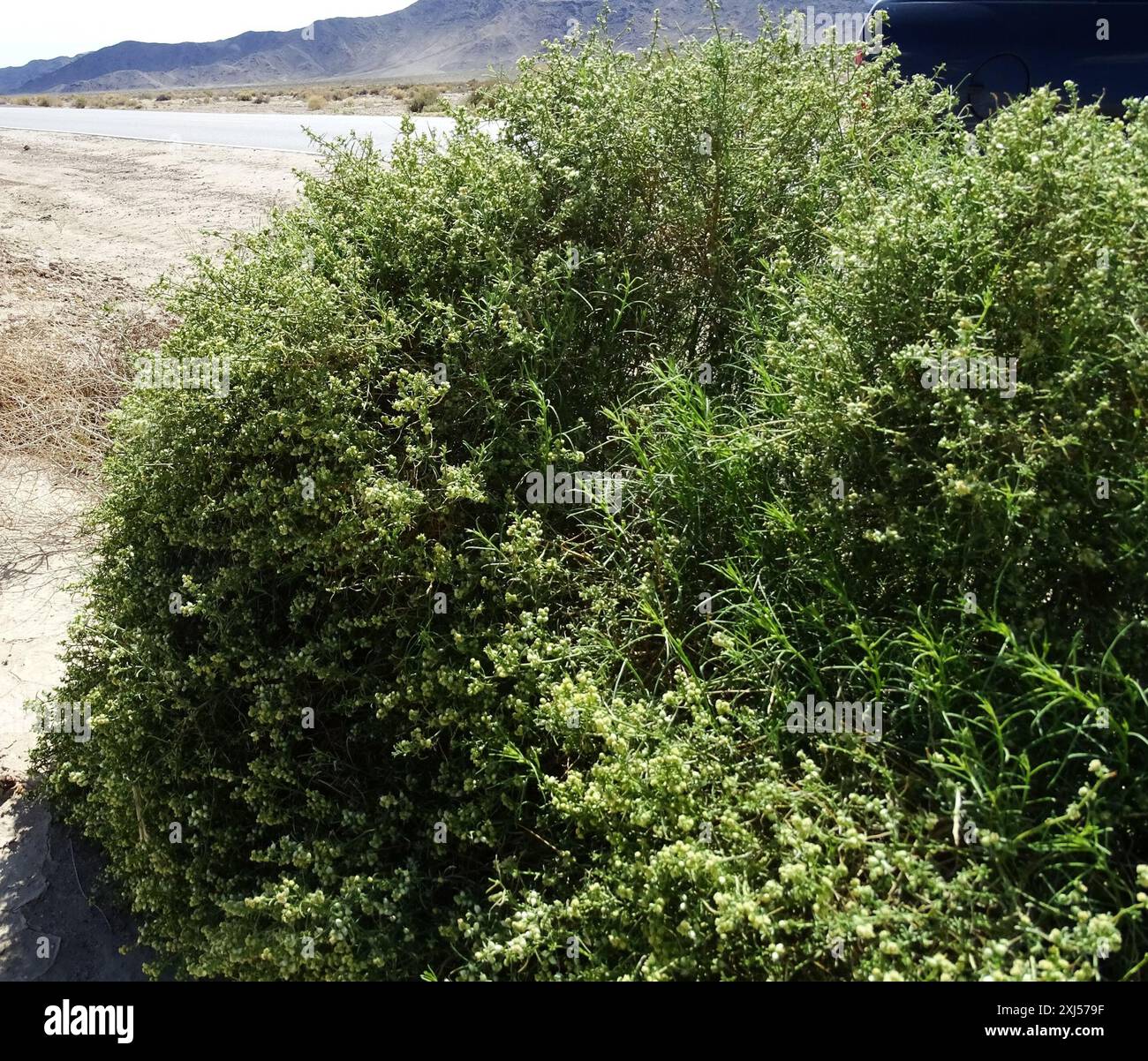 Cheesebush (Ambrosia salsola) Plantae Stock Photo - Alamy
