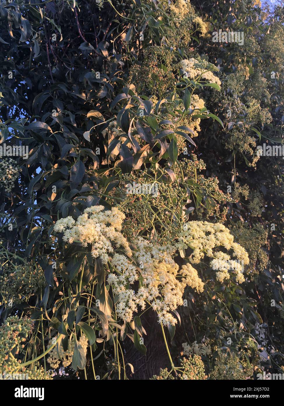 blue elder (Sambucus cerulea) Plantae Stock Photo - Alamy