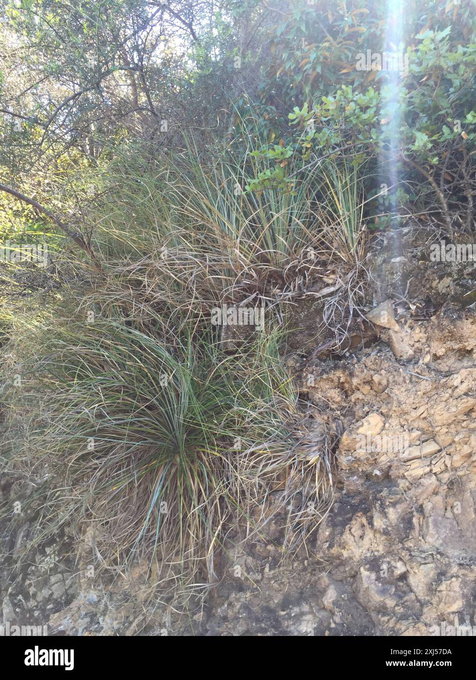 common beargrass (Xerophyllum tenax) Plantae Stock Photo - Alamy