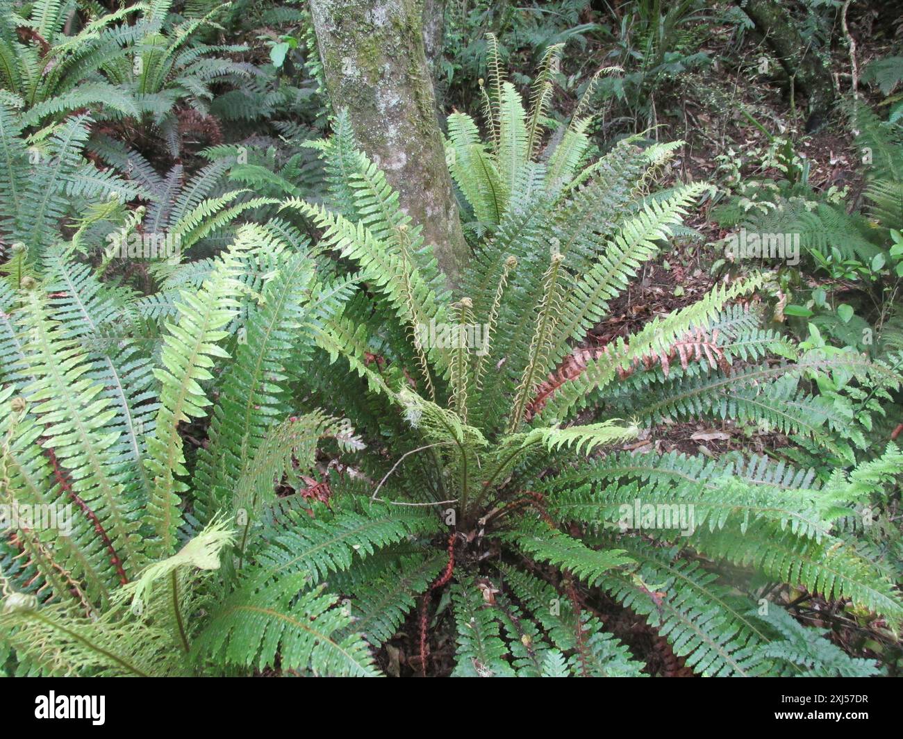 Crown Fern (Lomaria discolor) Plantae Stock Photo - Alamy
