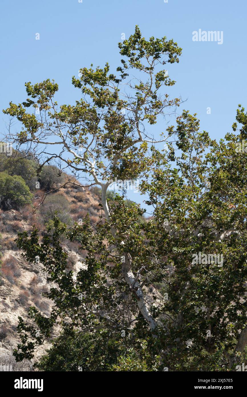 western sycamore (Platanus racemosa) Plantae Stock Photo - Alamy