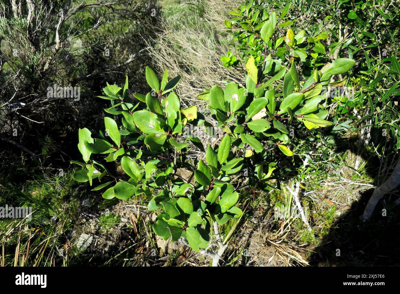 Cherrybush (Euclea racemosa racemosa) Plantae Stock Photo - Alamy