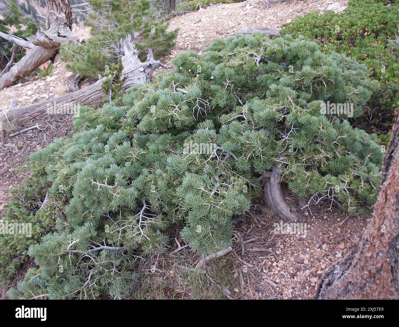 white fir (Abies concolor) Plantae Stock Photo - Alamy