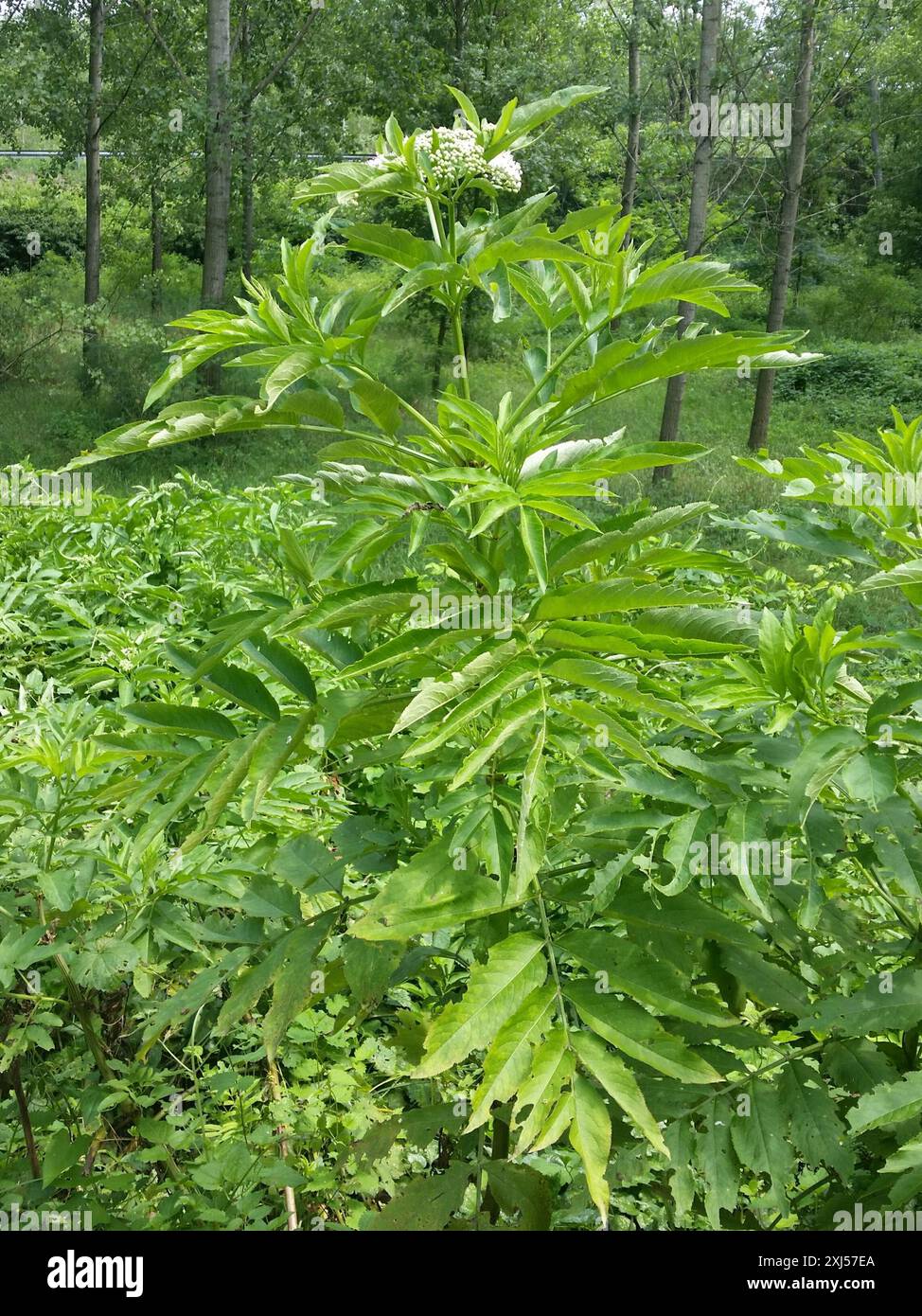 Dwarf Elder (Sambucus ebulus) Plantae Stock Photo - Alamy