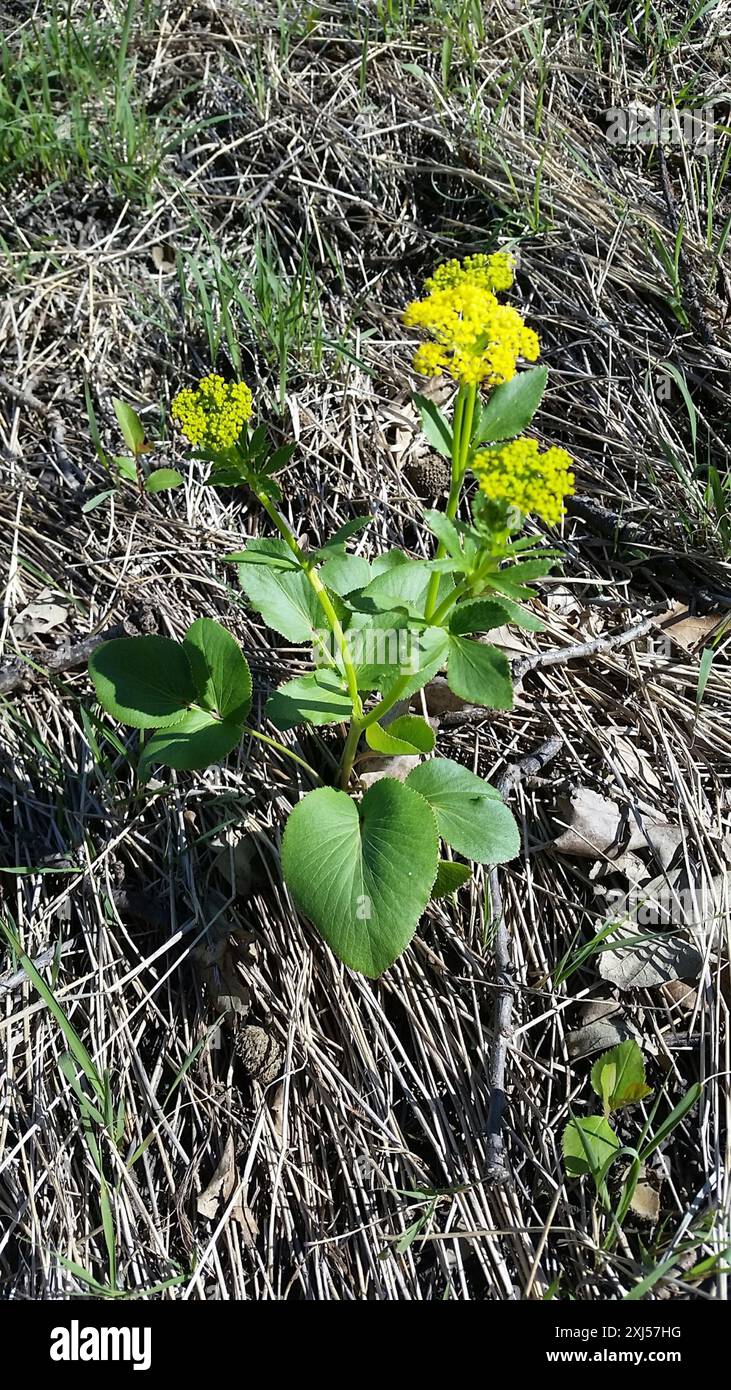 heart-leaf golden Alexanders (Zizia aptera) Plantae Stock Photo - Alamy